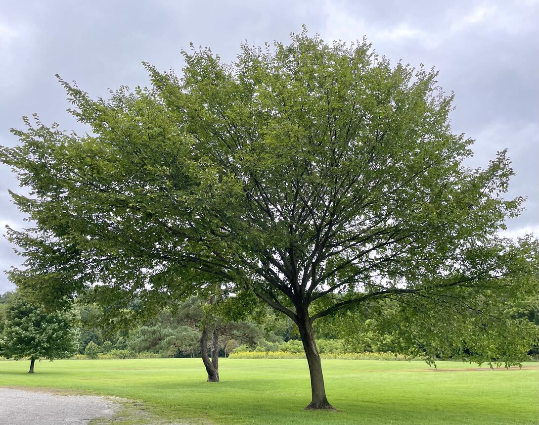 American Elm | CMP Tree Selection Tool